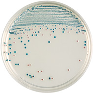 BD BBL™ CHROMagar™ O157寒天培地 | 日本BD